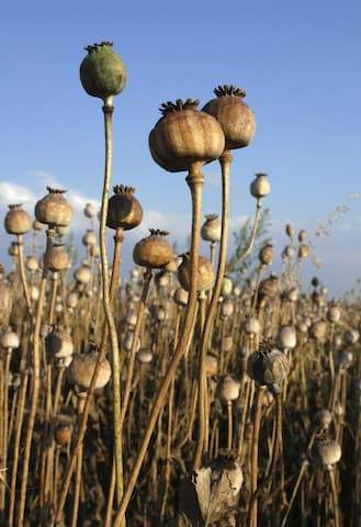 Heroin Additives and How it’s Cut | Rehabs.com